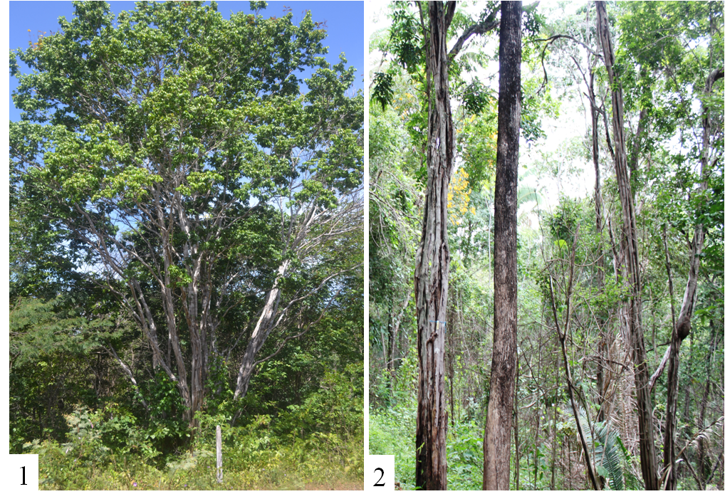 CARACTERIZAÇÃO ANATÔMICA COMPARADA DA FOLHA DE CENOSTIGMA MACROPHYLLUM ...